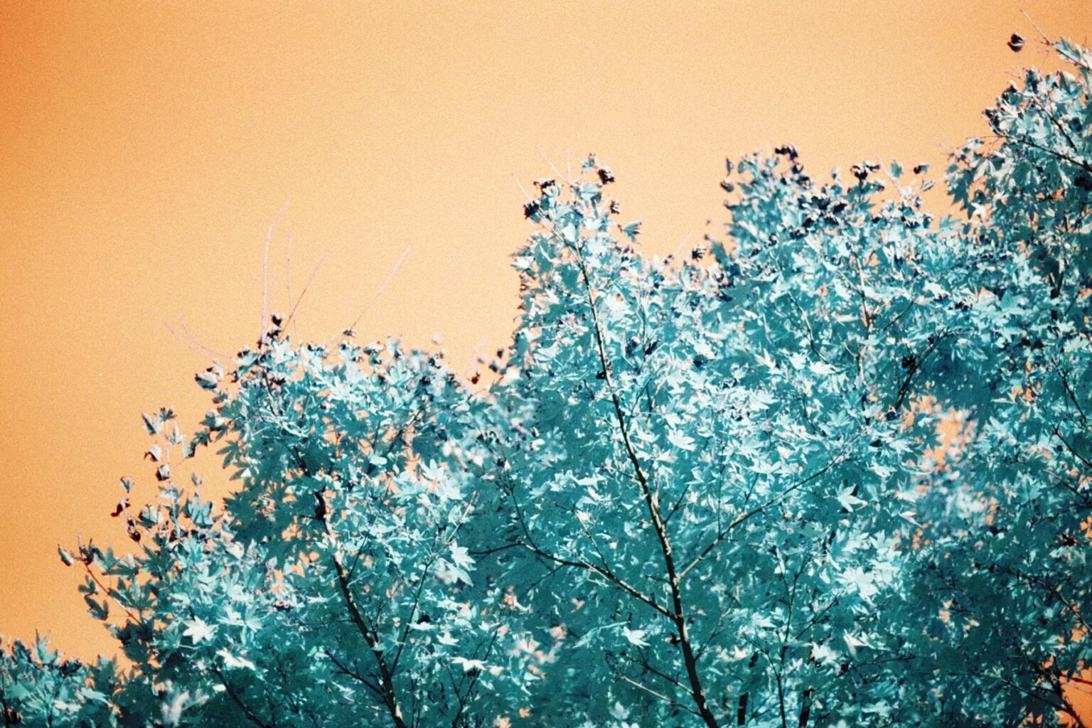 Lomography Turquoise 35mm Film Review lomography-turquoise-35mm-film-review
