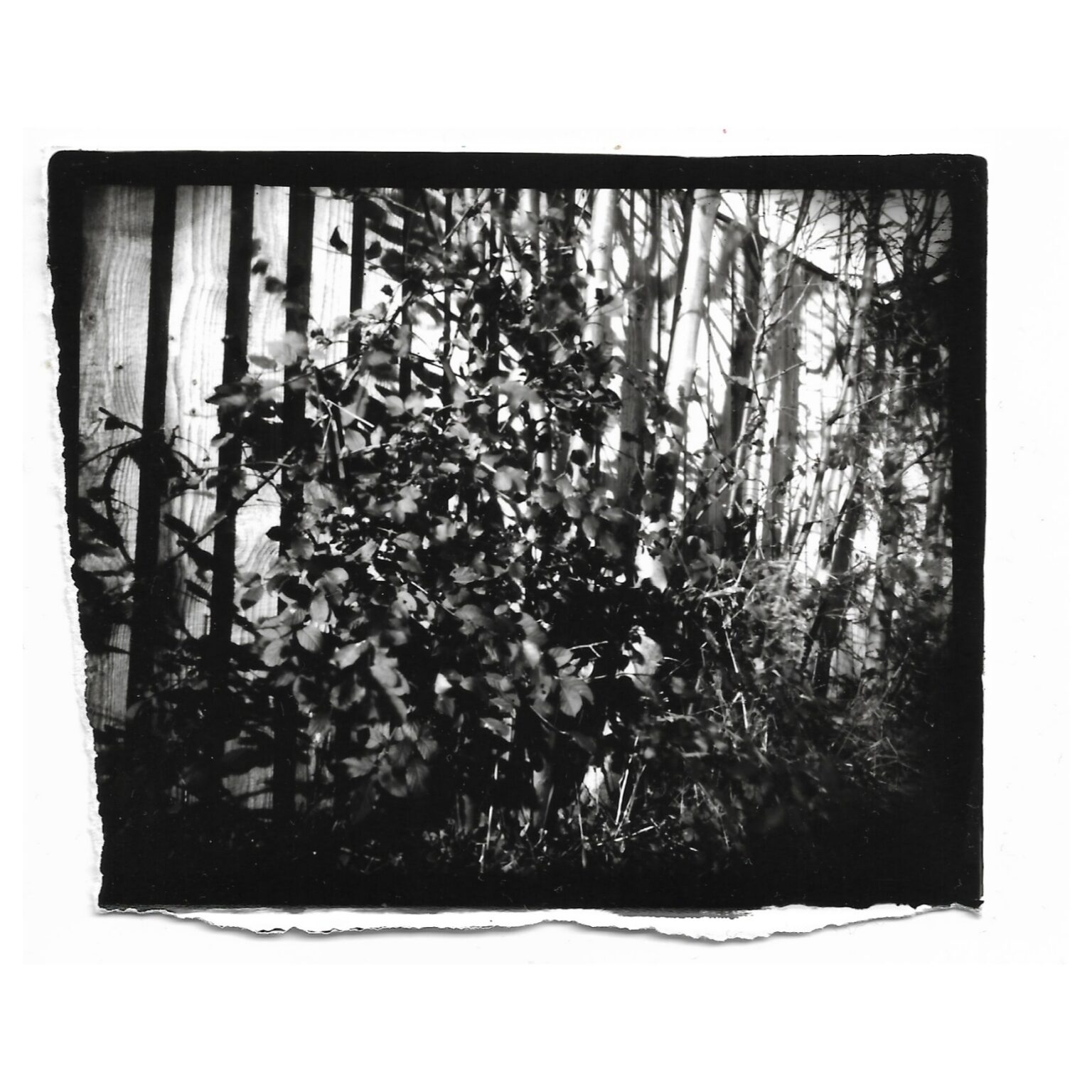 The Black and White Paper Reversal Process - 35mmc