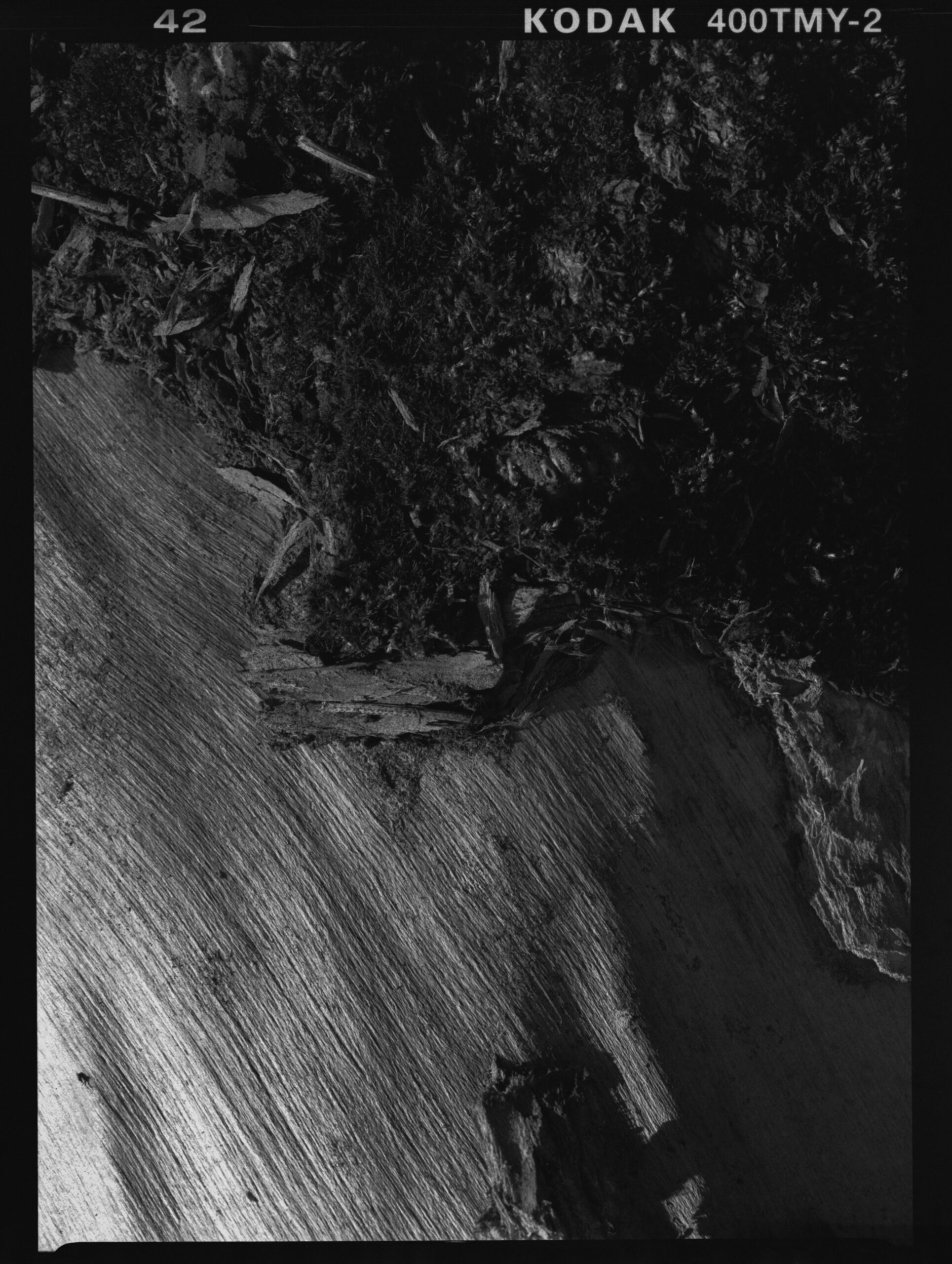 Pentax 645 - A Review of a Budget Medium Format Workhorse - 35mmc