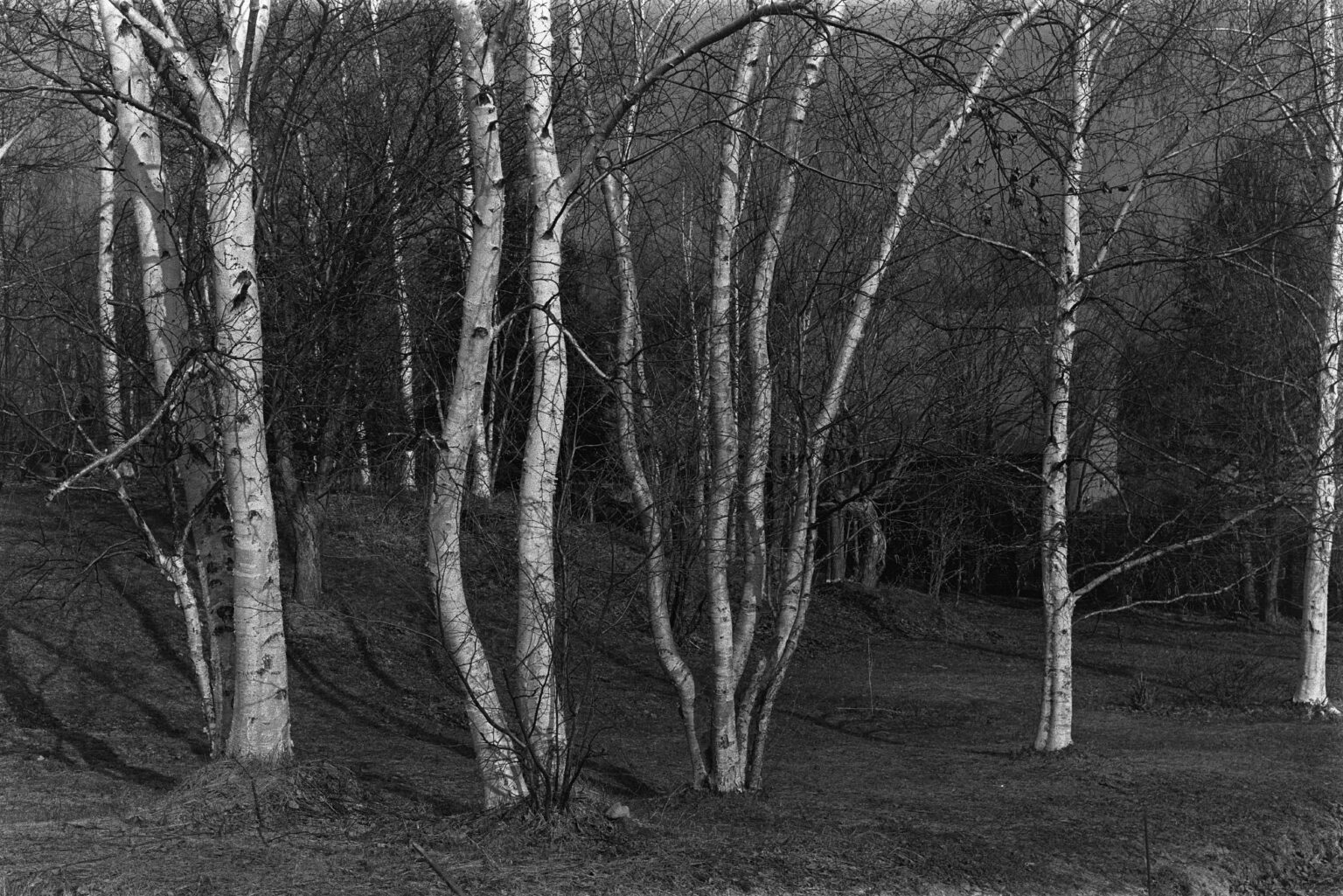 Adox CHS 100 II – First Impressions - 35mmc