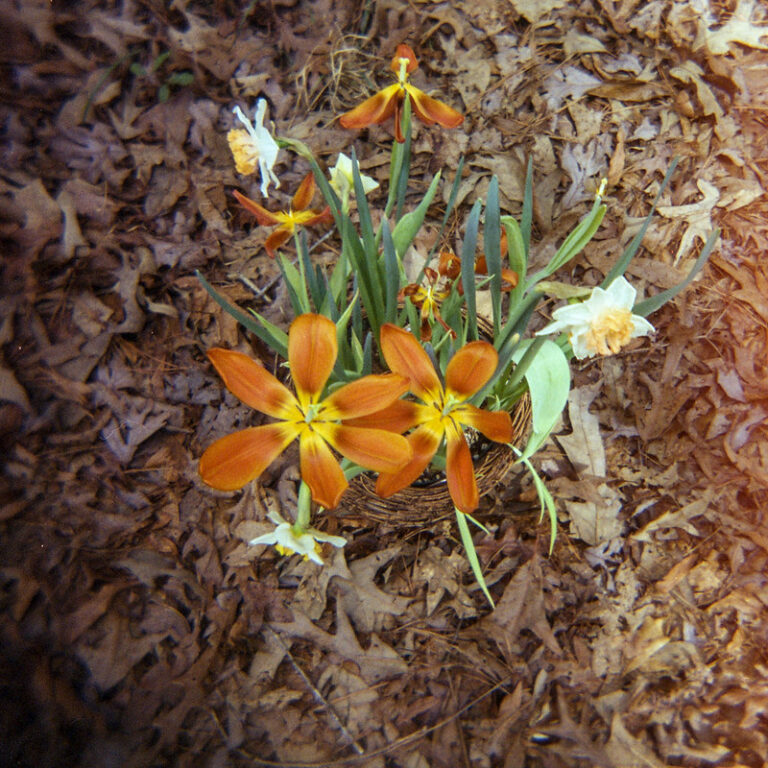Holga Tips from a Holga Nut - 35mmc
