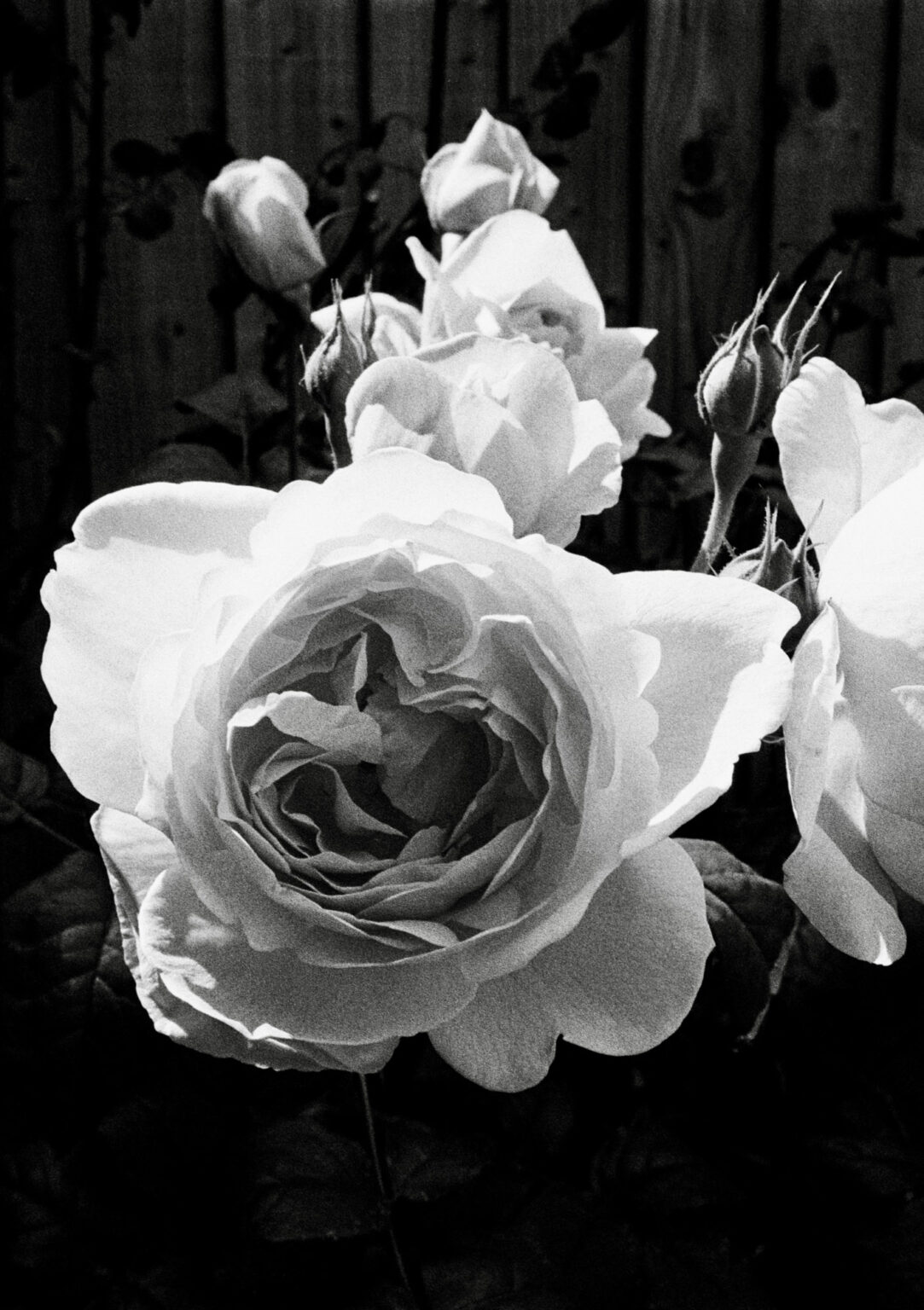 Pentax 17 Comprehensive Review - The New Half-Frame Point & Shoot