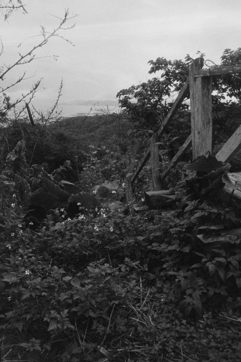 5 Frames with a Voigtlander Bessa L - Broken in Just the Right Way - 35mmc