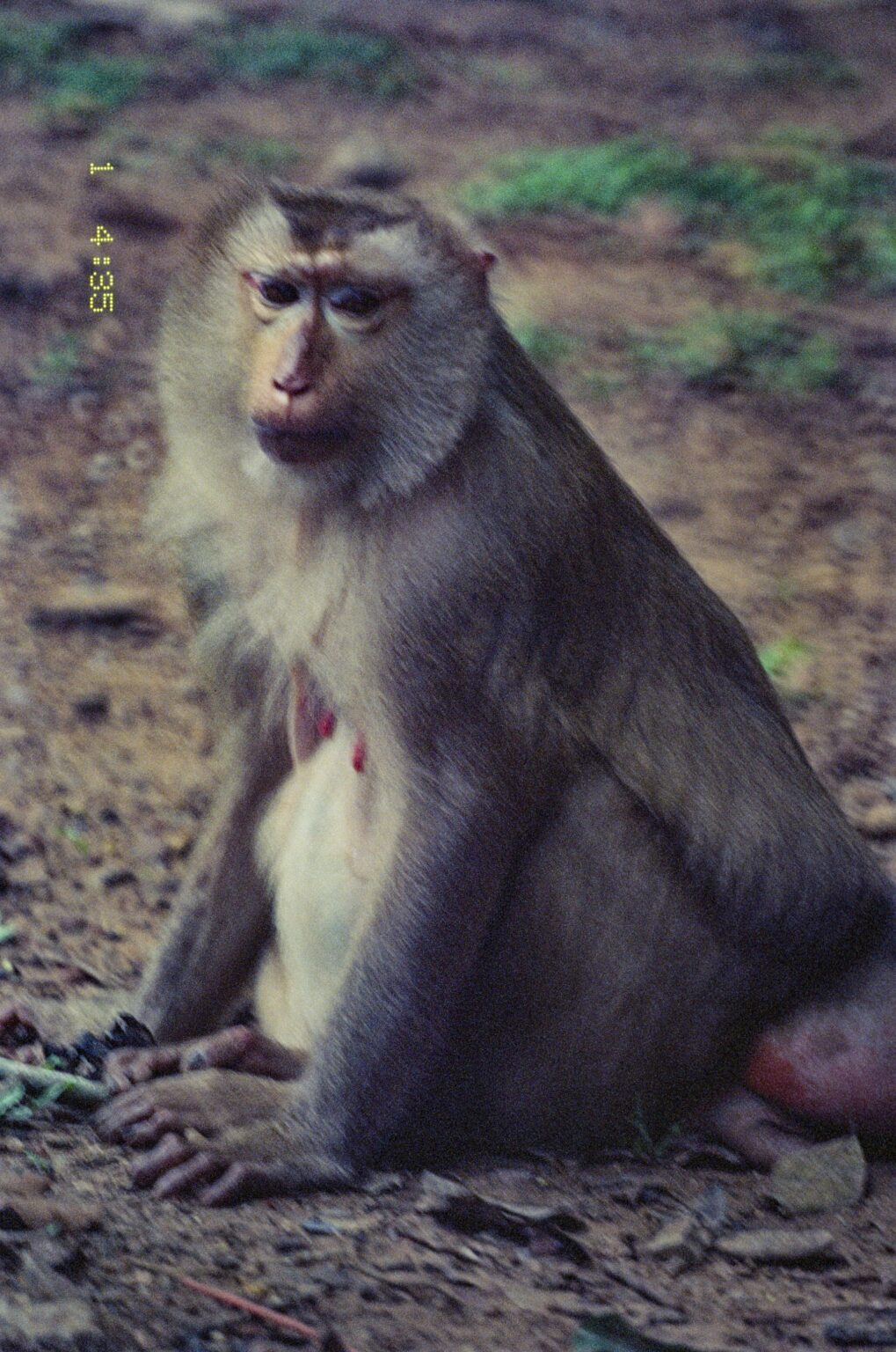 5 Frames TombRaiding with the Minolta 500mm F8 AF REFLEX - 35mmc