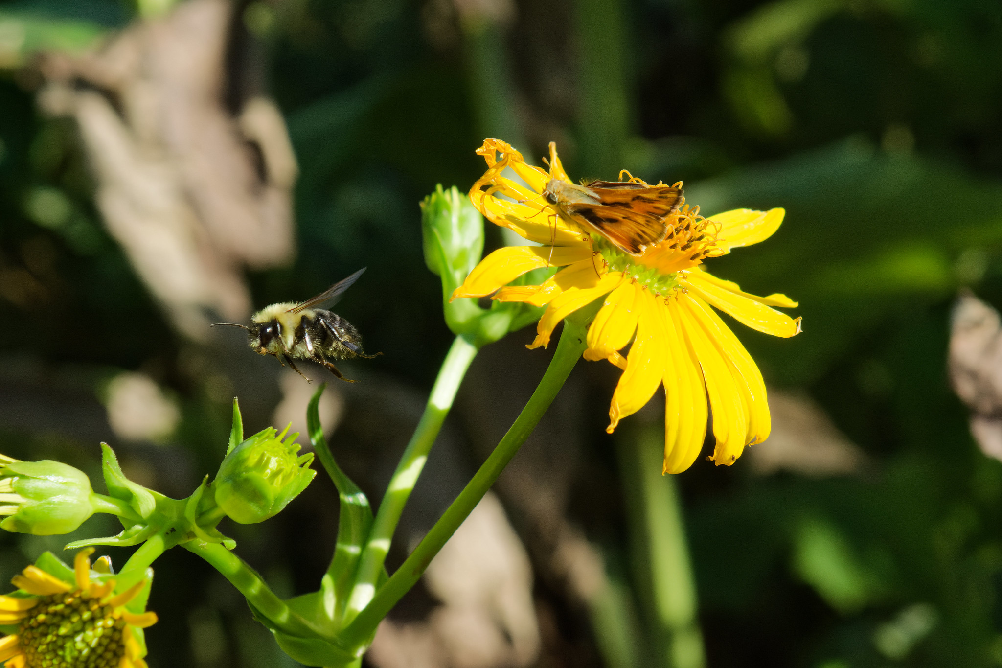 Sony SLT-A77 - hybrid mirrorless/DSLR with Minolta history - 35mmc