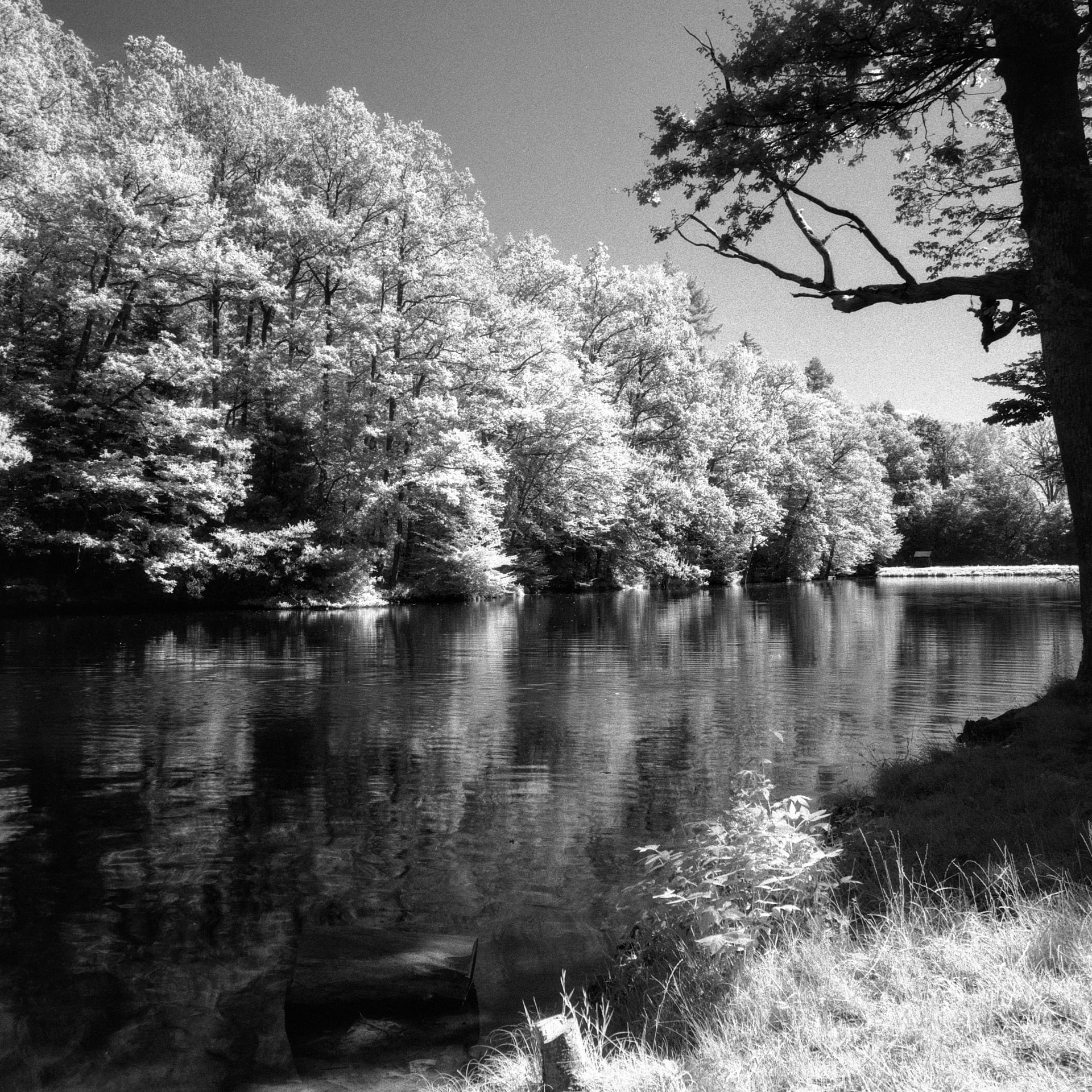 5 frames with Ilford SFX - 35mmc