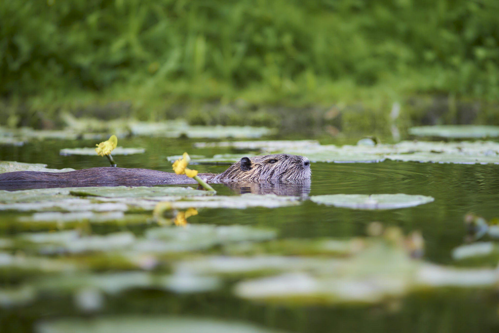 Sony Alpha 850 - My Unexpected Journey Rediscovering the Joy of DSLRs ...