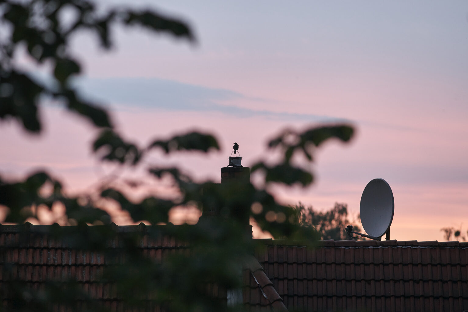 Sony Alpha 850 - My Unexpected Journey Rediscovering the Joy of DSLRs ...