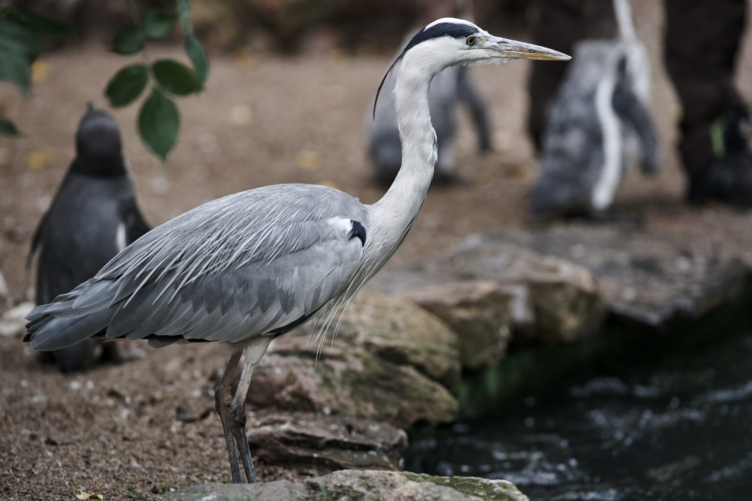 Sony Alpha 850 - My Unexpected Journey Rediscovering the Joy of DSLRs ...