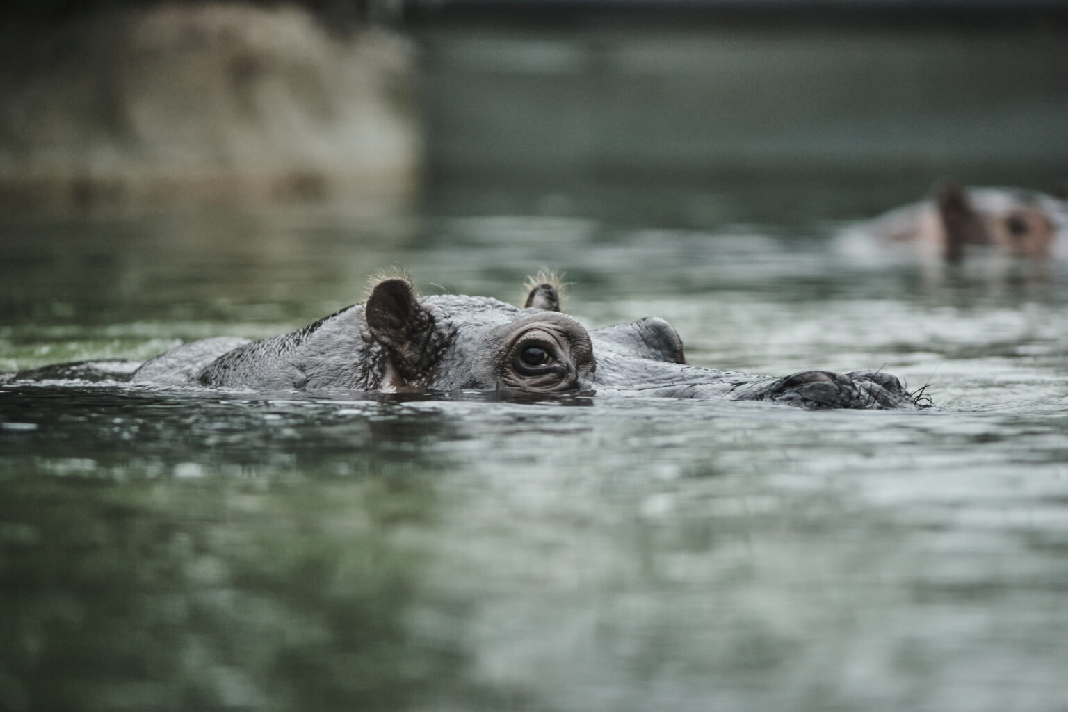 Sony Alpha 850 - My Unexpected Journey Rediscovering the Joy of DSLRs ...