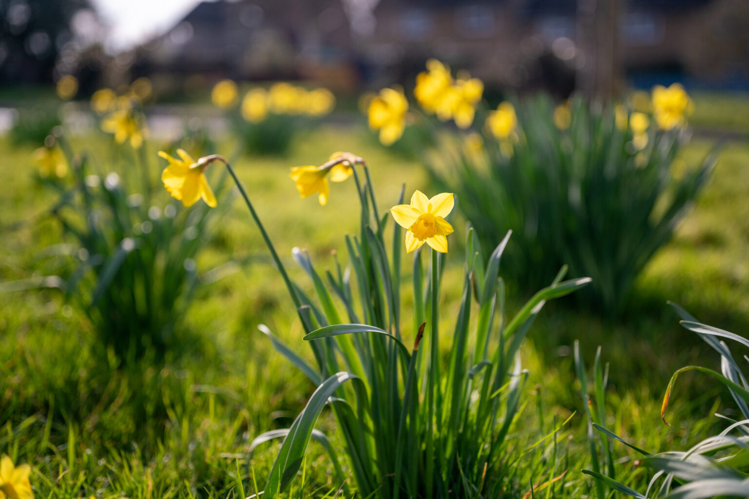 Viltrox 50mm F2 Air - A Brand New and Very Impressive 'nifty fifty' - 35mmc