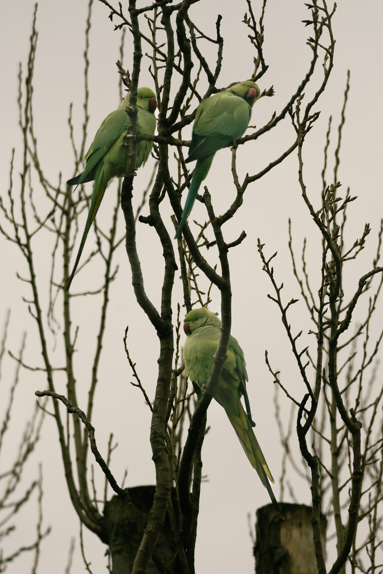 Parakeets Playing it Cool in the Cold - 35mmc