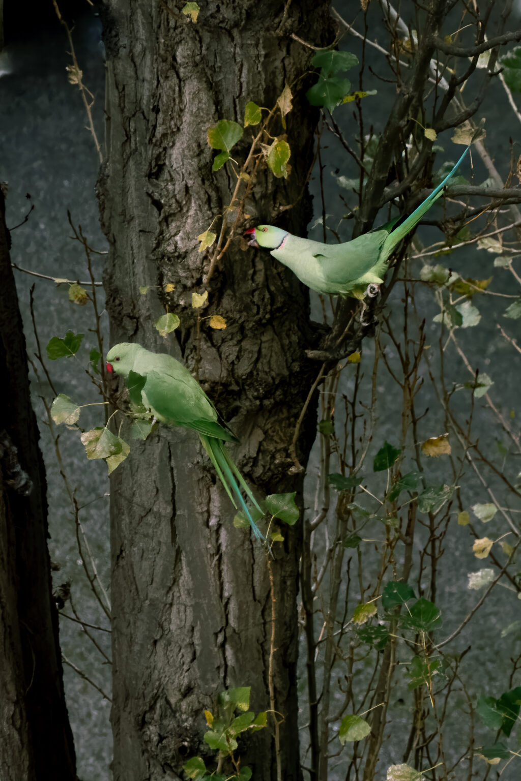 Parakeets Playing it Cool in the Cold - 35mmc