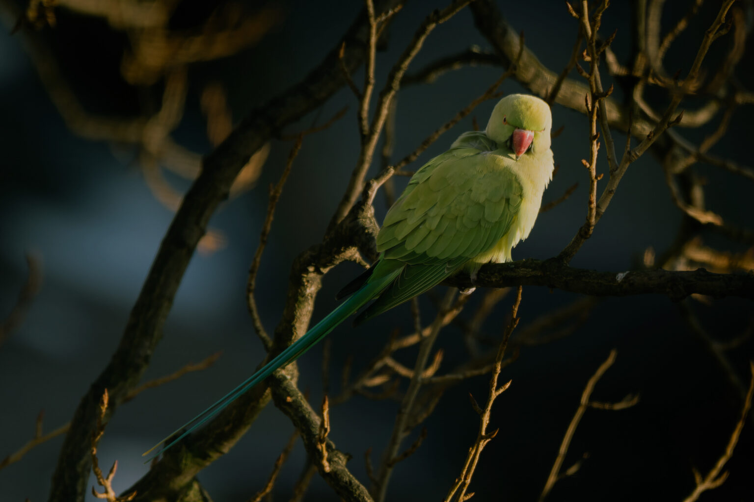 Parakeets Playing it Cool in the Cold - 35mmc