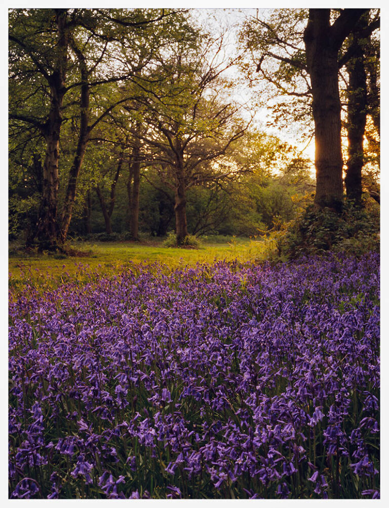 Spring into Summer - Bluebells and Poppies on Film (Fujifilm NPH400 ...