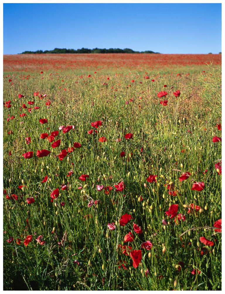 Spring into Summer - Bluebells and Poppies on Film (Fujifilm NPH400 ...