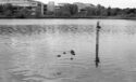 Rolleiflex SL35 - A Review of a West German made 35mm SLR - 35mmc