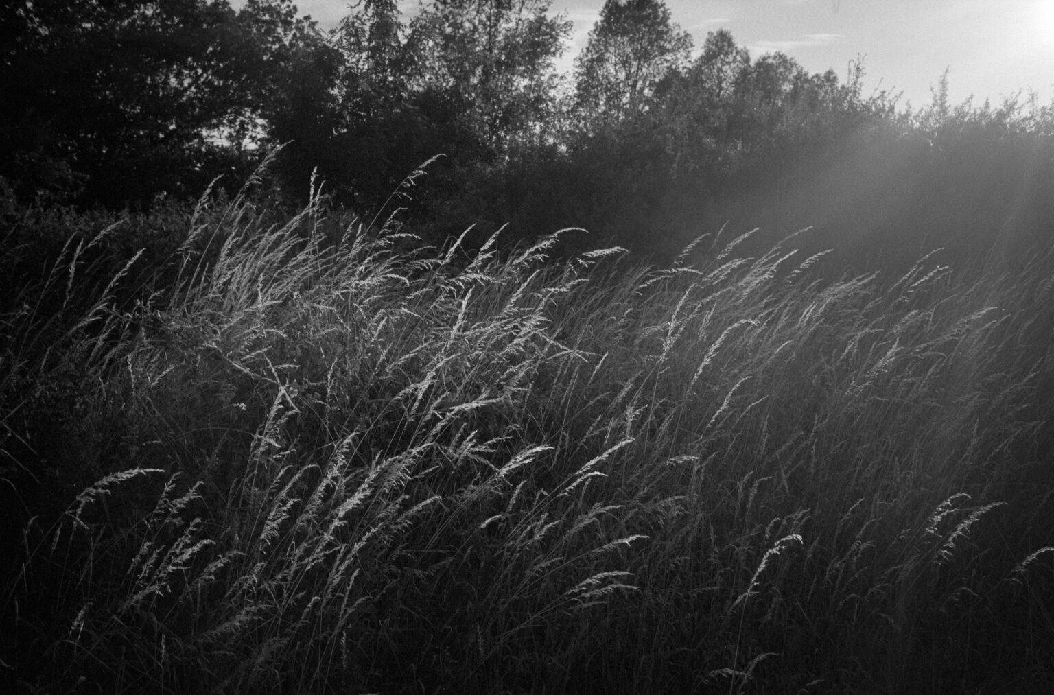 Zeiss Ikon Contessa S310 with Agfa Photo APX 100 - Developed in ...