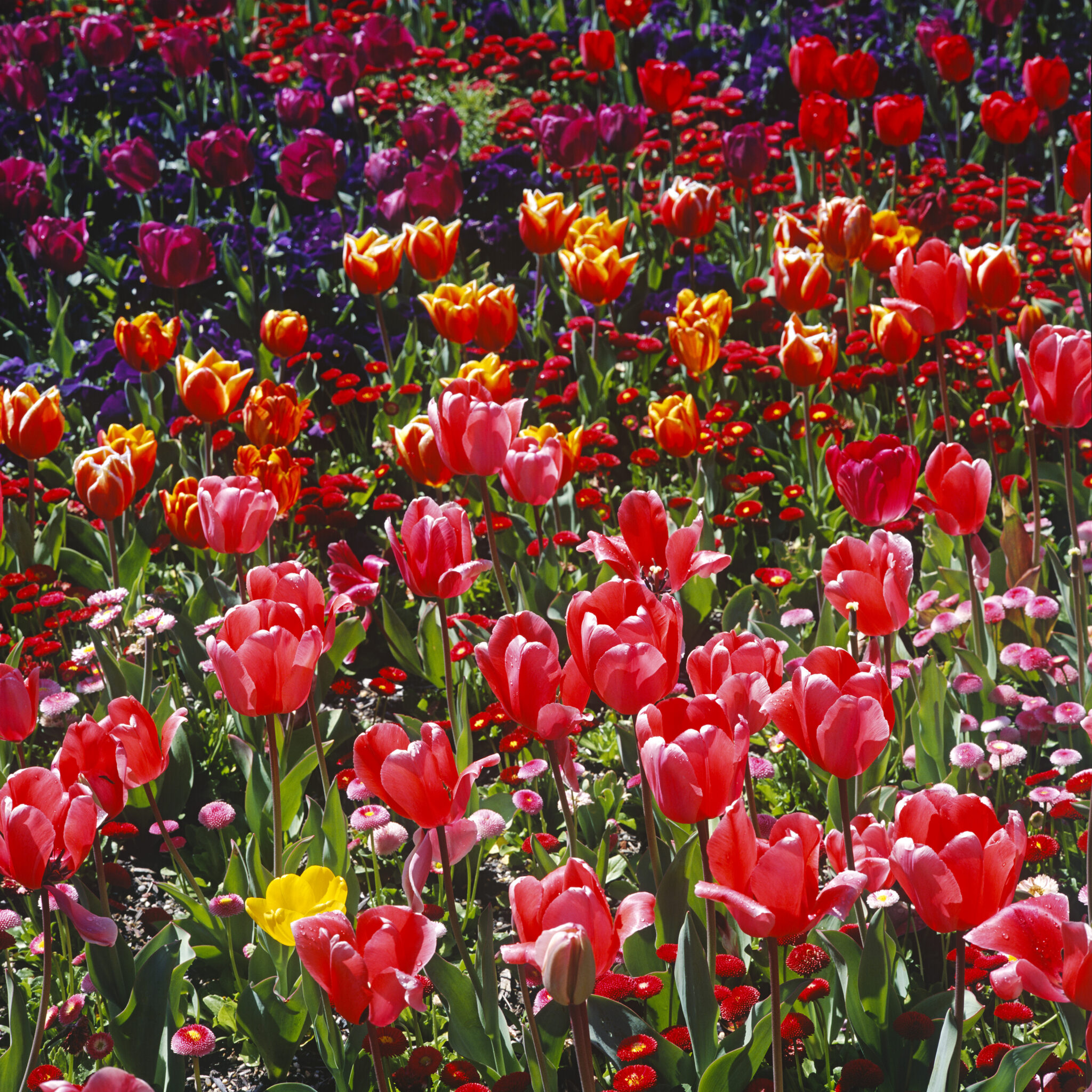 Ten (Temperate) Botanical Frames in Colour - 35mmc