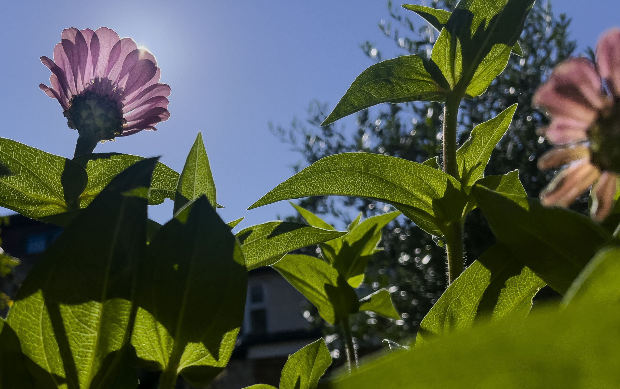 There's more to the garden than the BBQ - A tale of four cameras and a ...