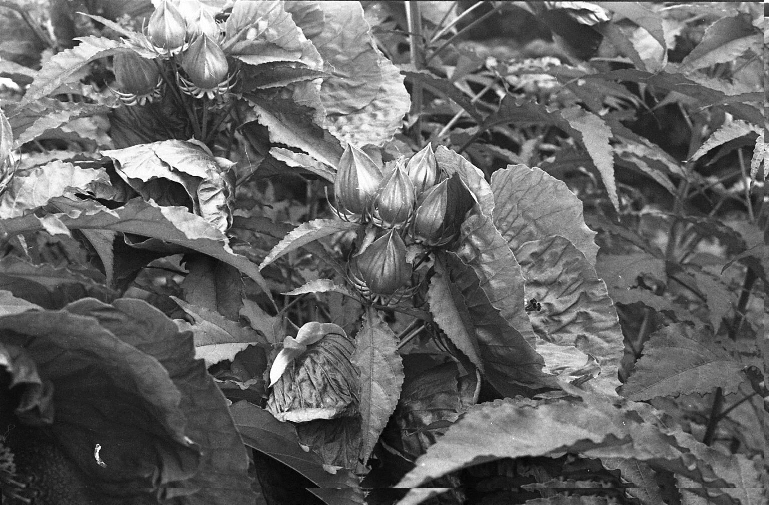 Kodak Eastman 5230 - The Time(s) I Shot This Curious Eastman Background ...