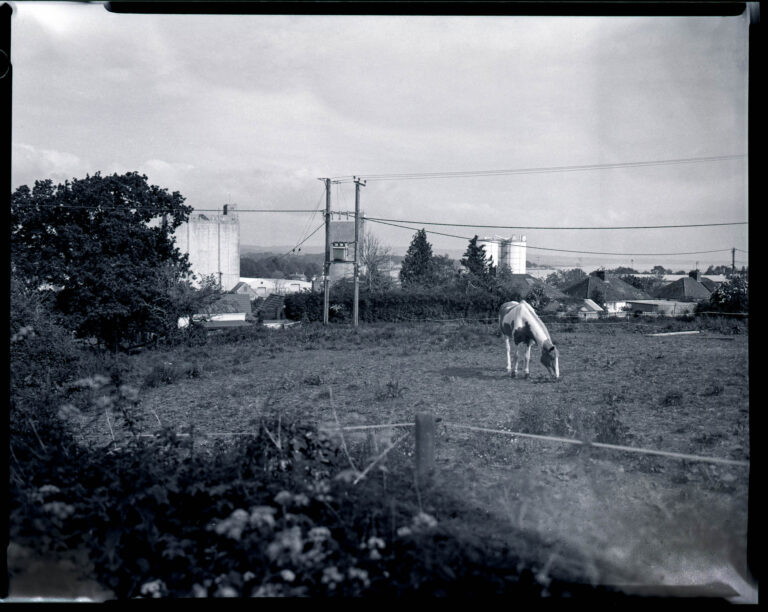 5 frames with a Razzle Dog Polaroid conversion - 35mmc